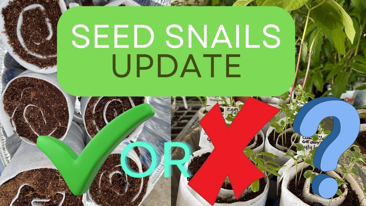 Seed Snail Rolls | Major Win or Epic Fail? #grow #seeds #tips - YouTube