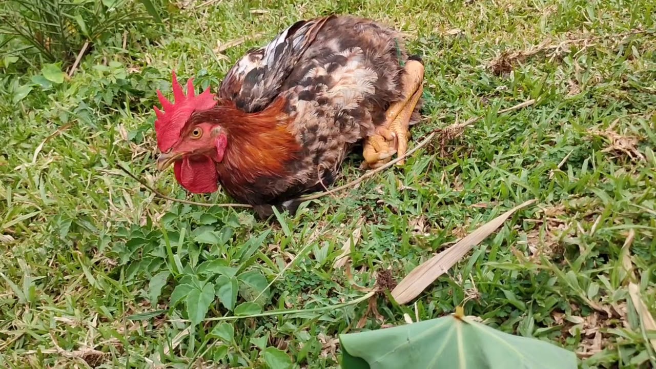 Desi Kukuda/ଦେଶୀ କୁକୁଡ଼ା - YouTube