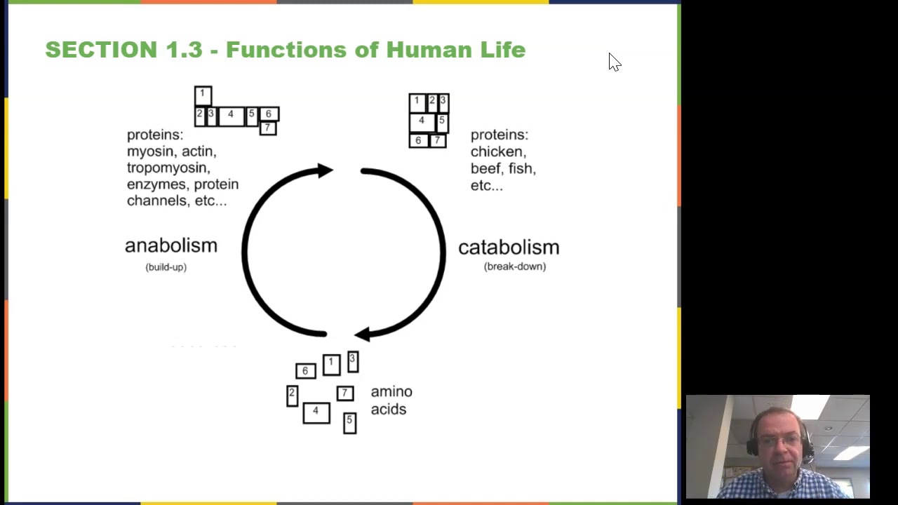 video-1-3-functions-of-human-life-4-09-youtube