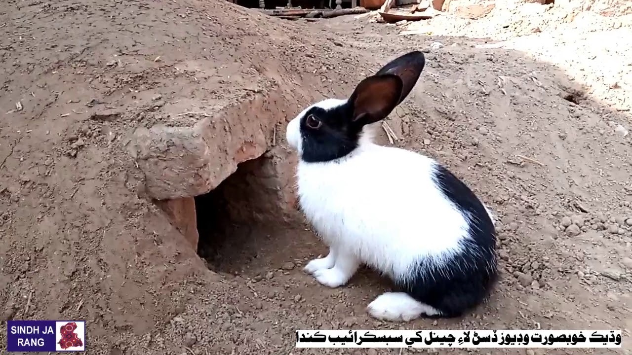 Sindhi Cute and Beautiful Rabbit (Khargosh) | Sindh Ja Rang - YouTube