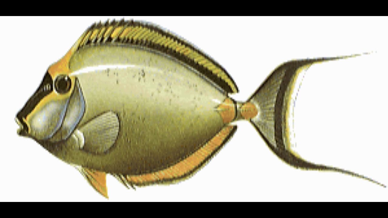 MAME 241 - Tandy/Memorex Video Information System CD-ROM images - New ...