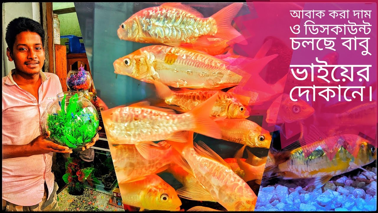 aquarium and fish price in katabon market 2021।। এখনই সুযোগ কম দামে ...