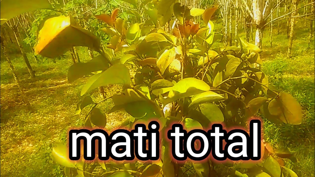 cara membasmi benalu/parasit d pohon karet - YouTube