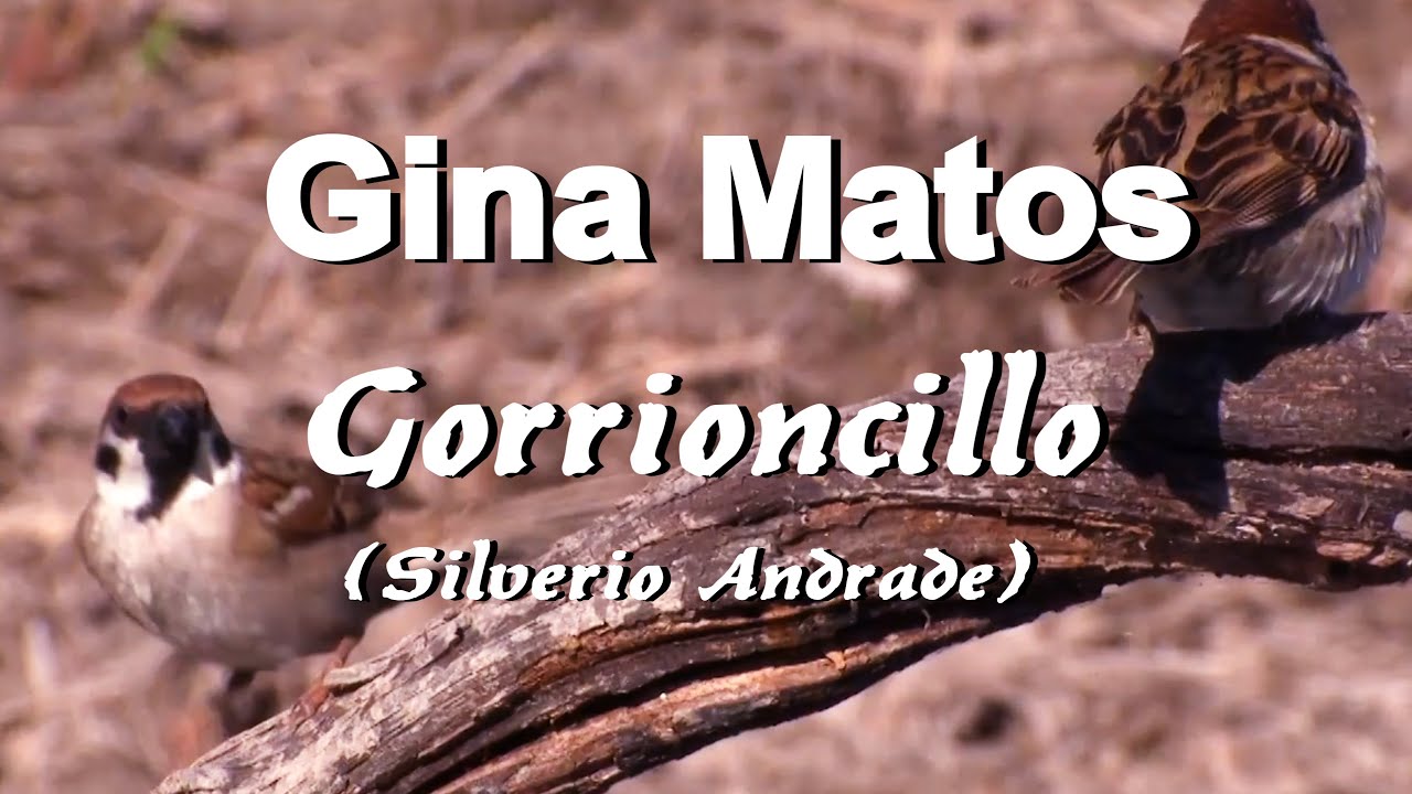 GINA MATOS : GORRIONCILLO - YouTube