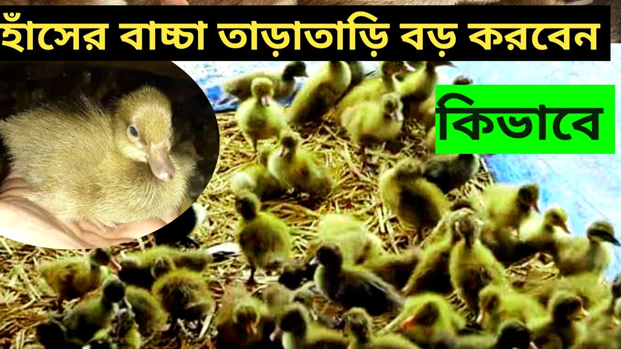 হাঁসের বাচ্চা তাড়াতাড়ি বড় করবেন কিভাবে | has palon |has palon in ...