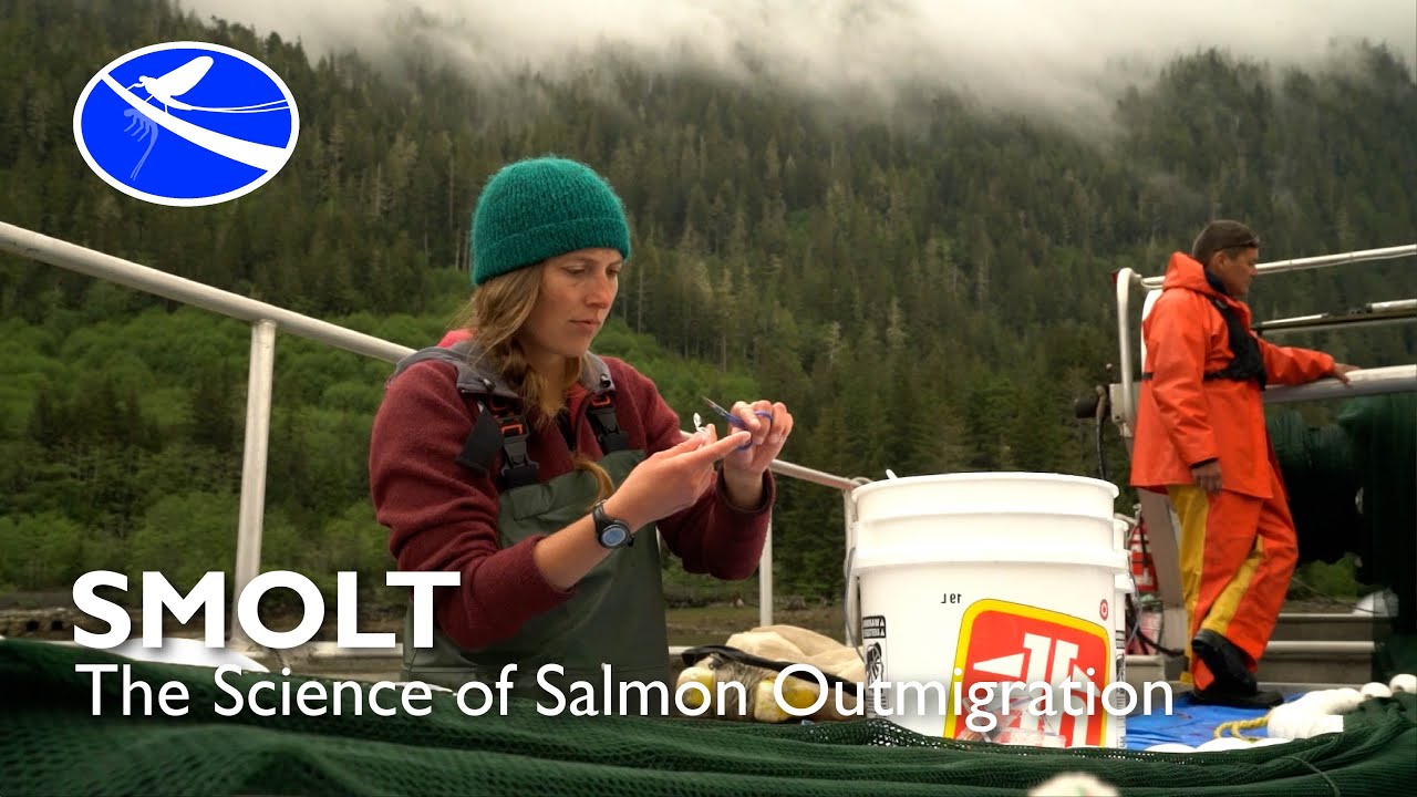SMOLT - The Science of Salmon Outmigration - YouTube