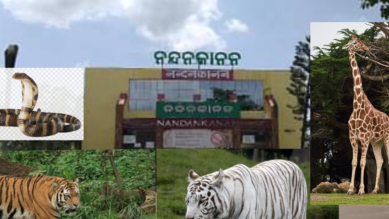 ODiSHA Nandankanan-2nd Largest zoo in india#Bhubaneswar - YouTube