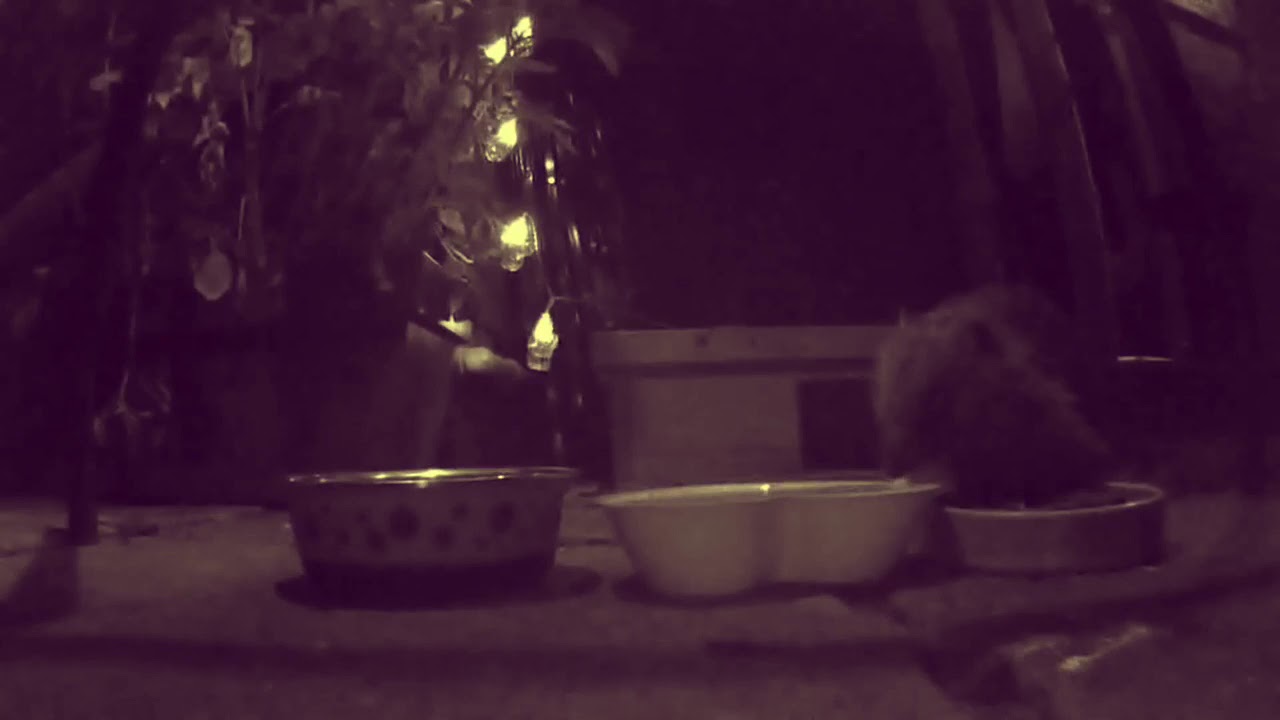 Hedgehog Haven: More 3’s A Crowd Funny Hedgehogs Huffing At Each Other ...