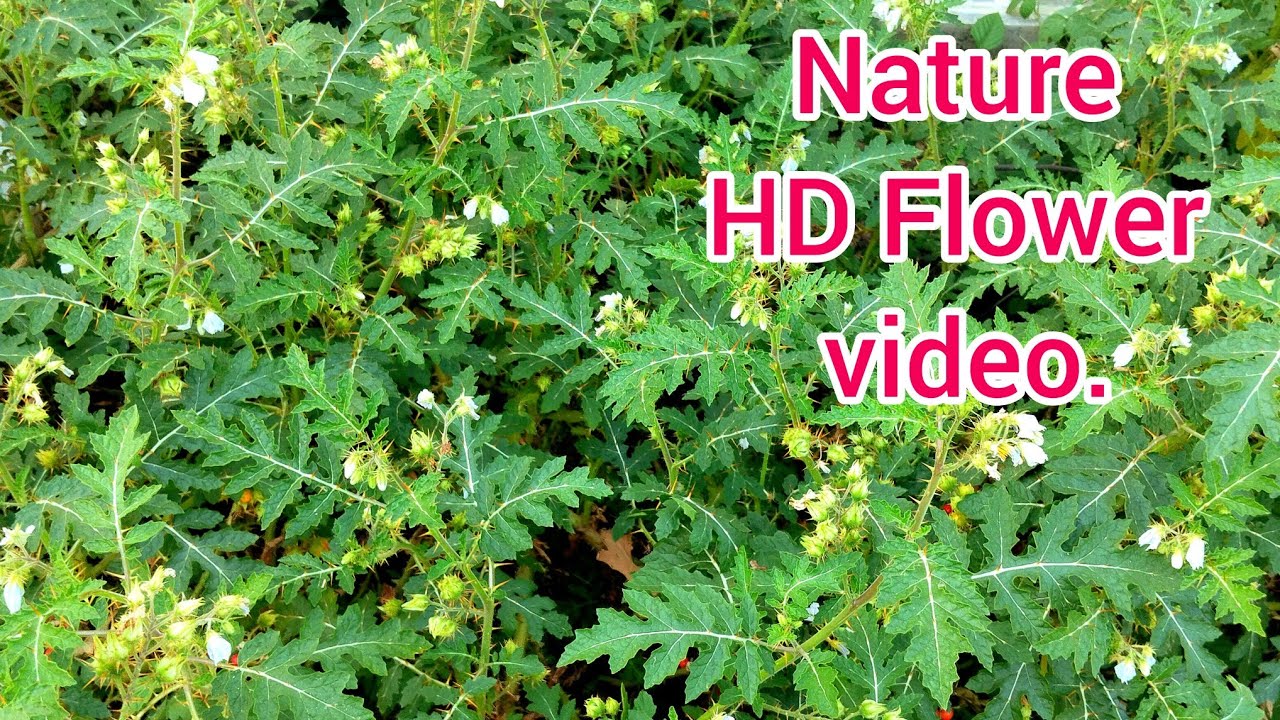Flowers | Flower World 4K | Nature 4k Video UltraHD | The Most ...