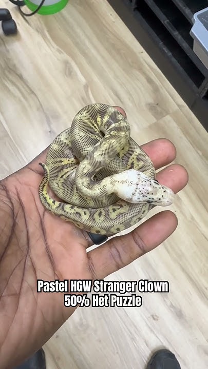 Incredible ball python - YouTube