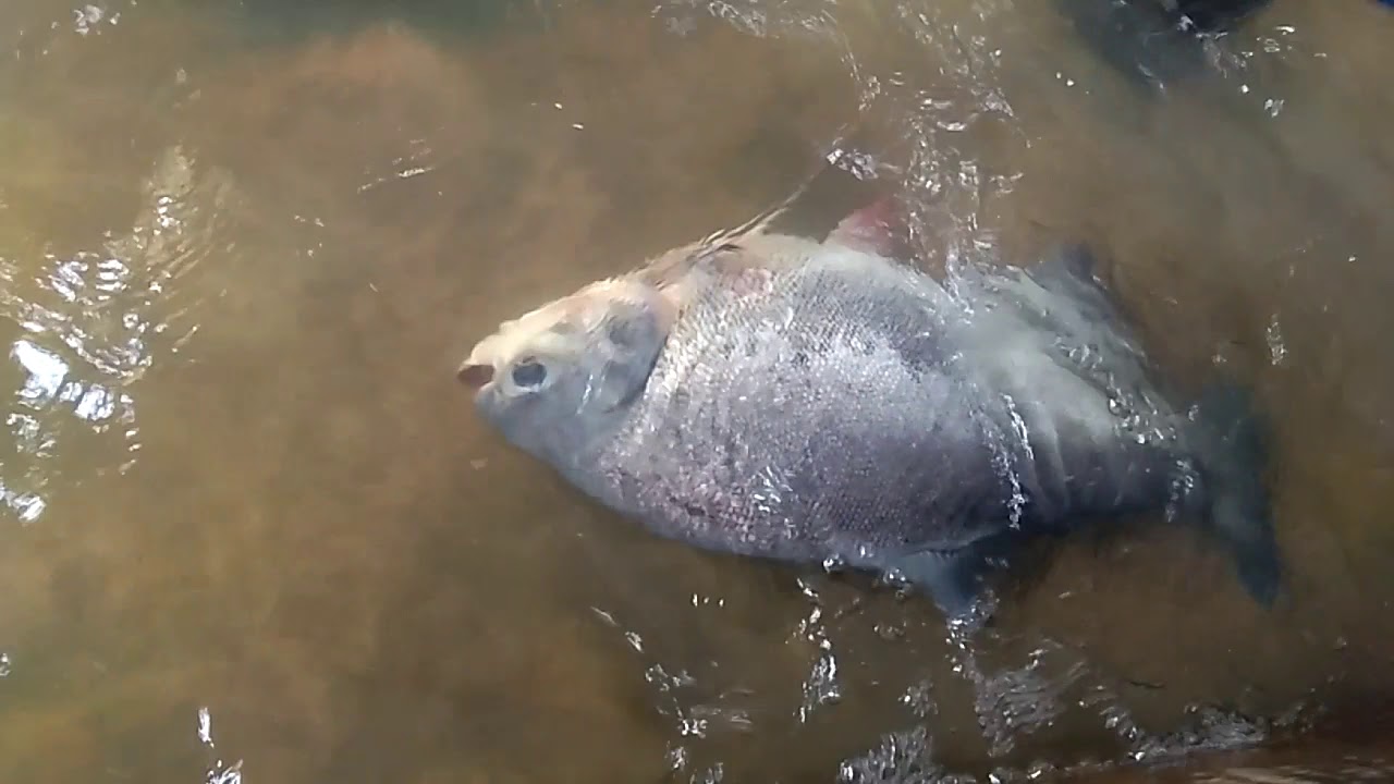 Rupchand fish seed supply - YouTube