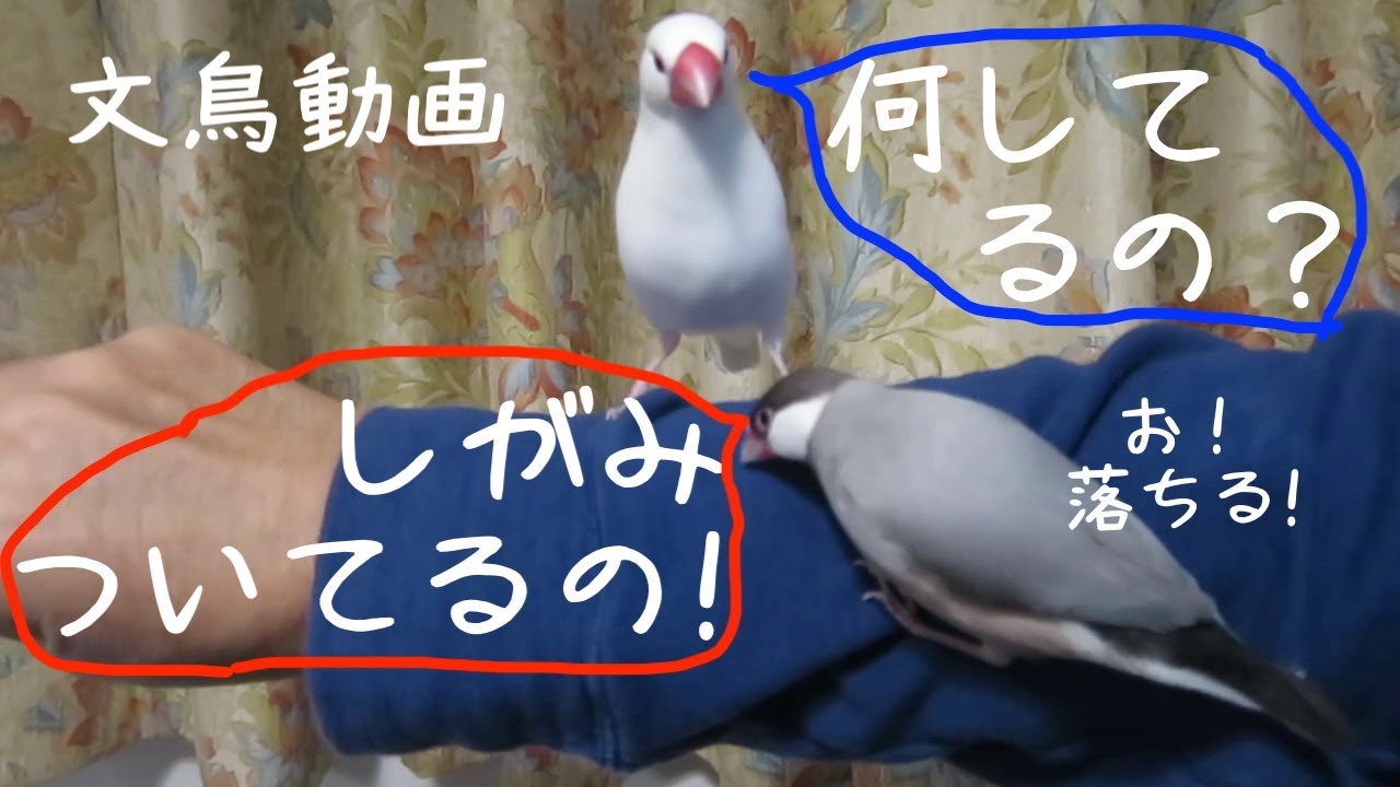 Let's dancing Java Sparrows 一緒に踊る？ 文鳥ズ！？ 文鳥動画 - YouTube