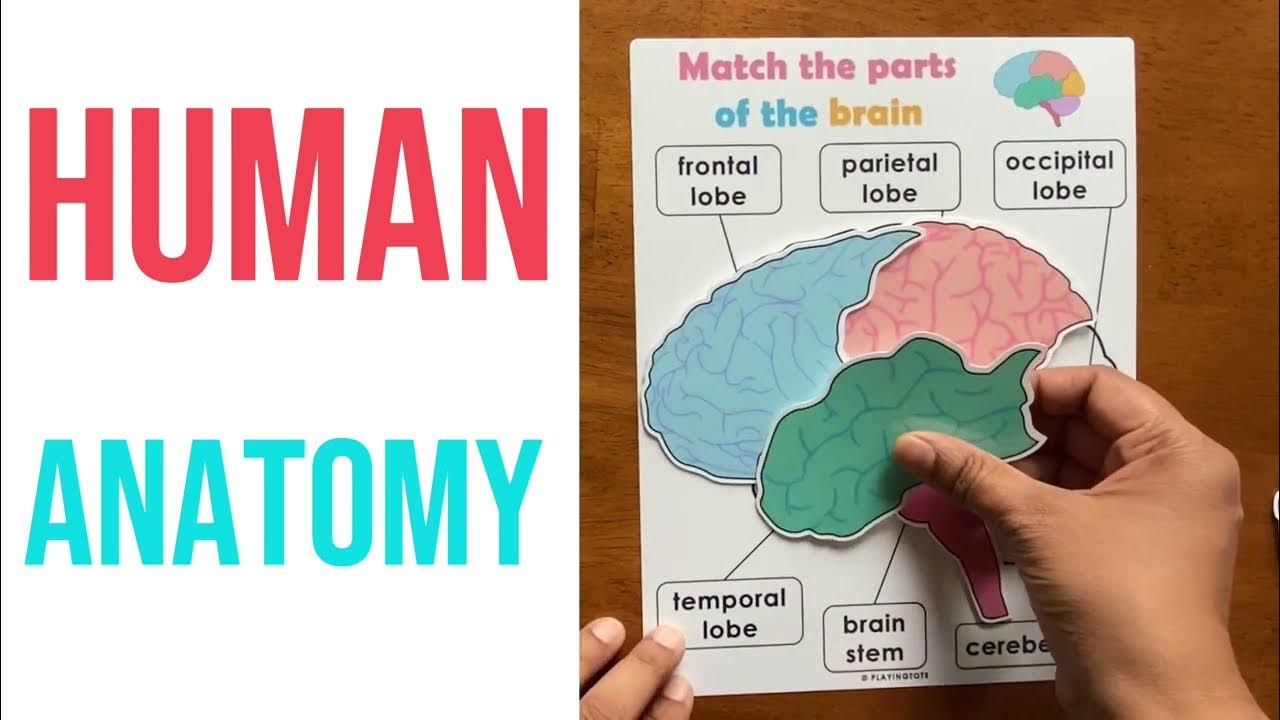 Body Organs and Brain Anatomy Matching Activity Mats for Kids, Learning ...