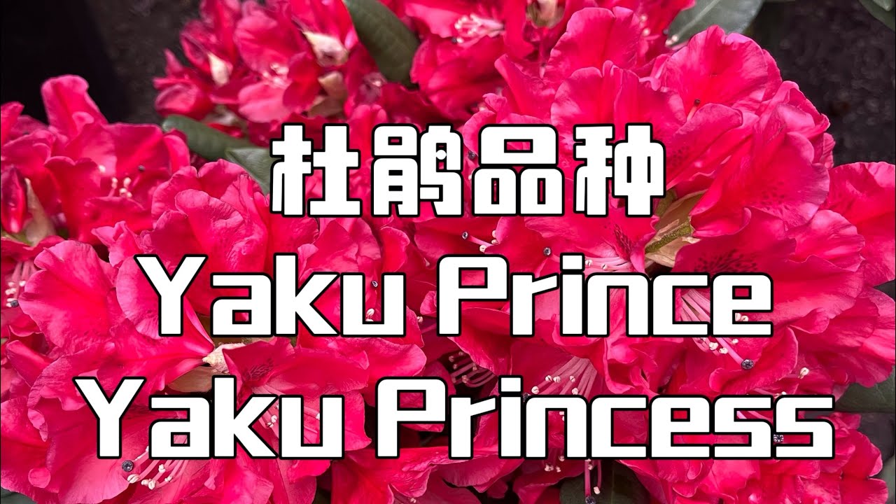 Rhododendron: Yaku Prince & Yaku Princess 耐寒 、常见的大叶杜鹃品种：“王子”和“公主” - YouTube