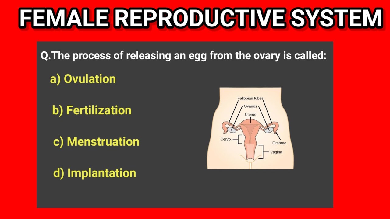 Top 10 MCQs Practice Female Reproductive System || Biology general ...