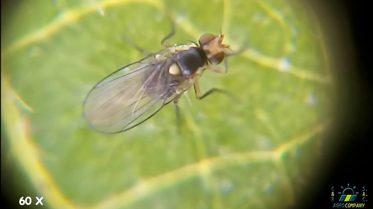 Mosca minadora (Liriomyza huidobrensis) en frijol - YouTube