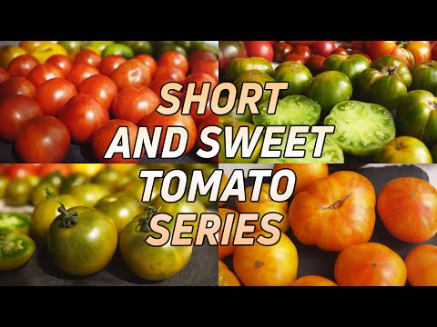 TOMATOES, SHORT AND SWEET COLLECTION BY KAREN OLIVIER!