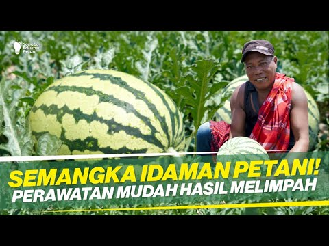 CARA TANAM SEMANGKA PALING MUDAH ‼ MODAL TANAM TANPA OLAH LAHAN ‼