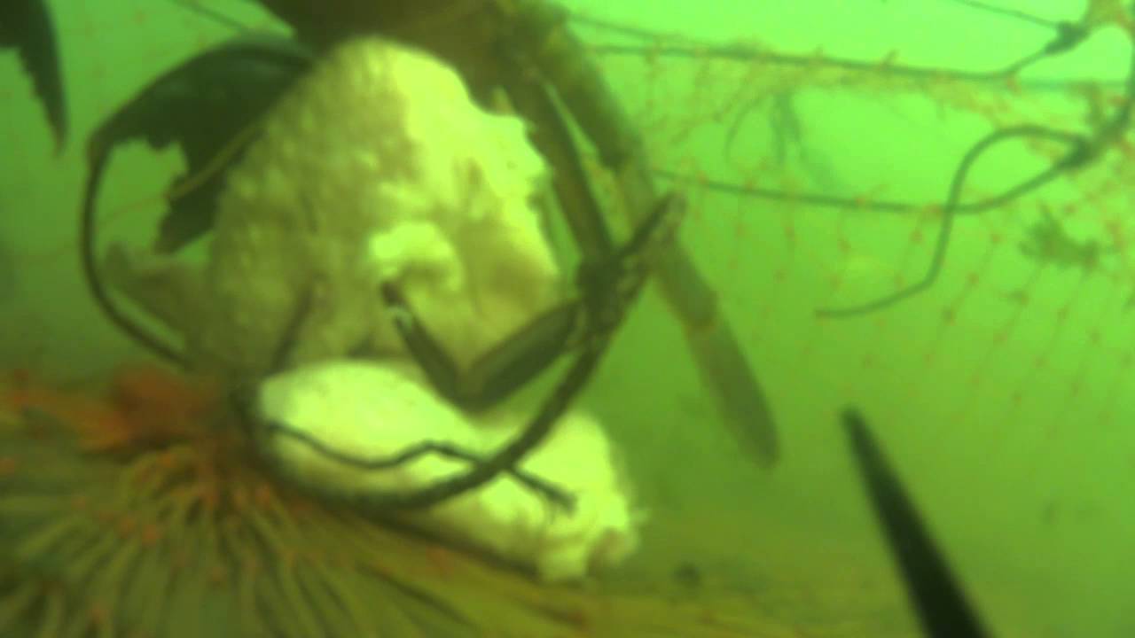 8 minutes in a Mud Crab Trap - YouTube