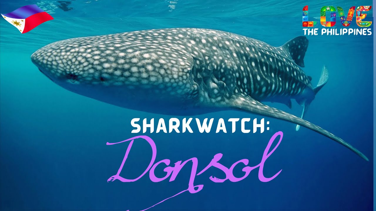 Love The Philippines WHALESHARK Butanding in DONSOL Sorsogon, Bicol ...