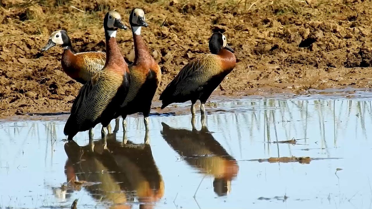 IRERÊ (DENDROCYGNA VIDUATA), WHITE-FACED WHISTLING-DUCK, PATURI ...