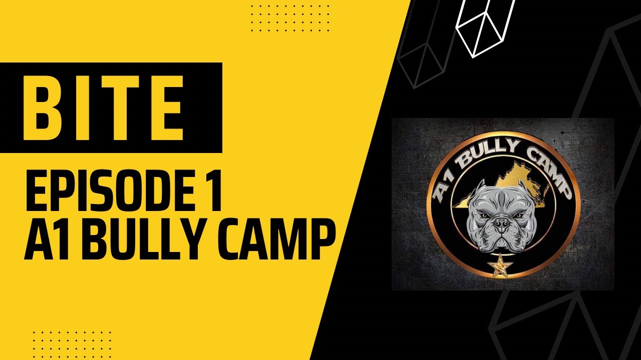 A1 Bully Camp owner talks about turning down 20k offer for new stud ...