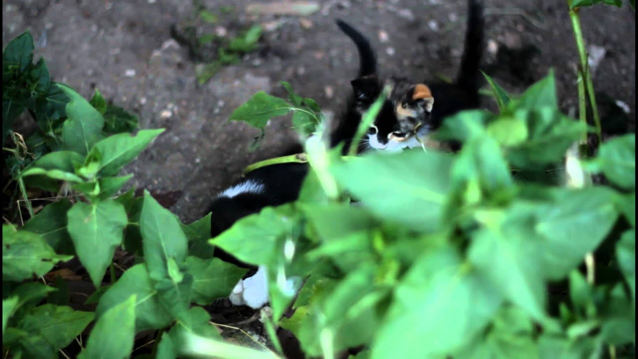 Mucilli - YouTube