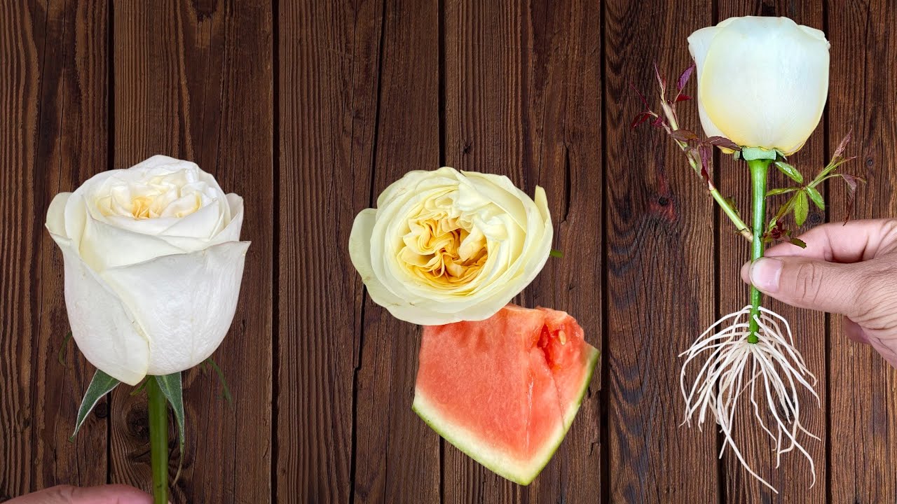 Great! Watermelon helps roses germinate and grow roots like crazy ...