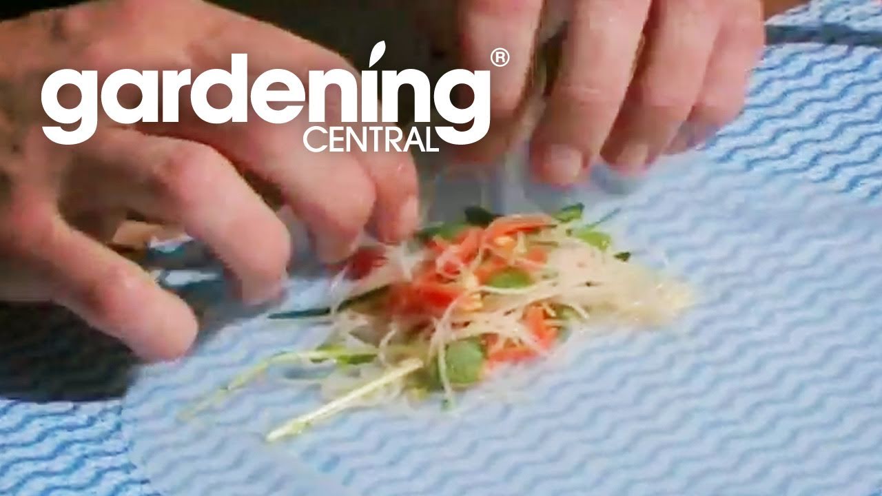 How to wrap rice paper rolls + cooking video - Vegetarian rice paper ...