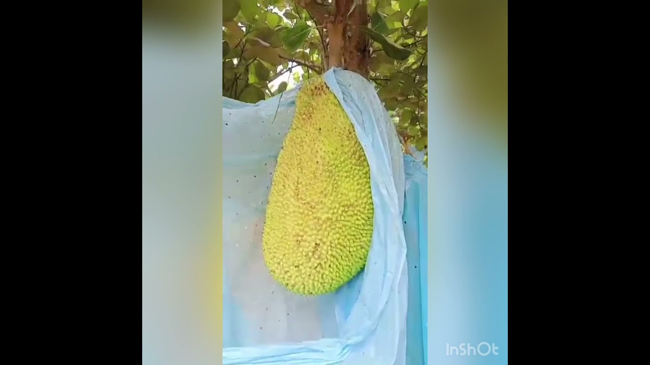 EVIARC Jackfruit Seedling Propagation - YouTube