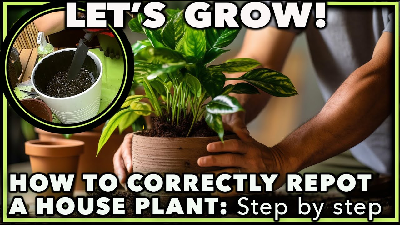 HOW TO REPOT A HOUSE PLANT - YouTube