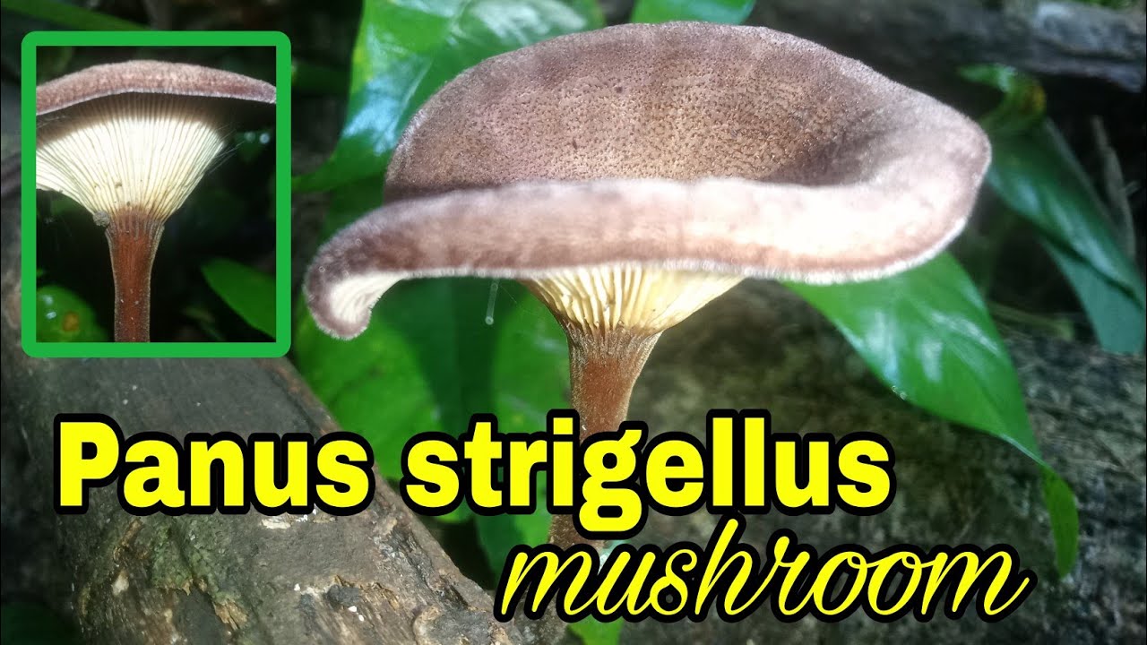 Beautiful Panus strigellus - YouTube