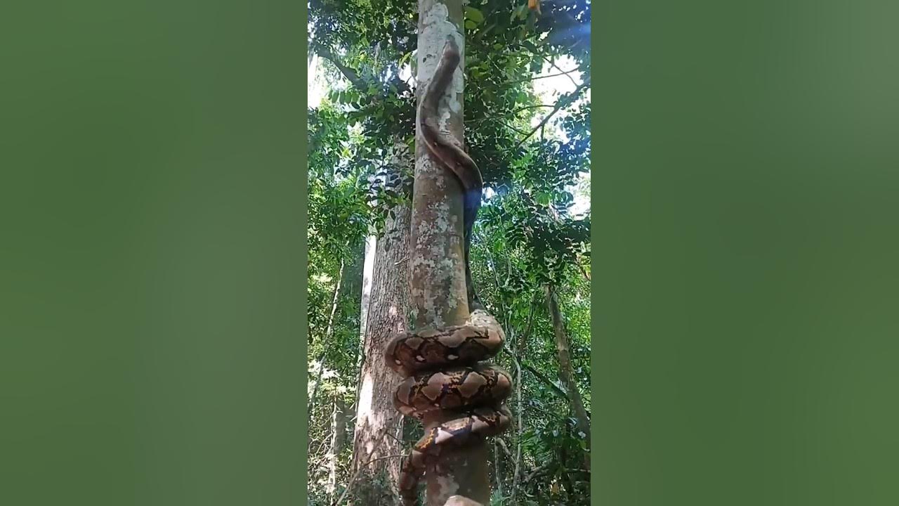 Big snake climbing the tree #snake #climbing #tree - YouTube