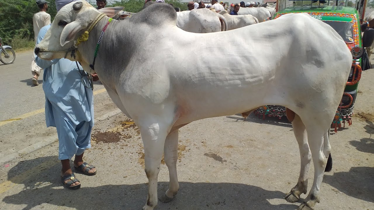 Beautiful Heavy and Big Bull in Punjab Cattle Market | Cow Mandi 2023 ...