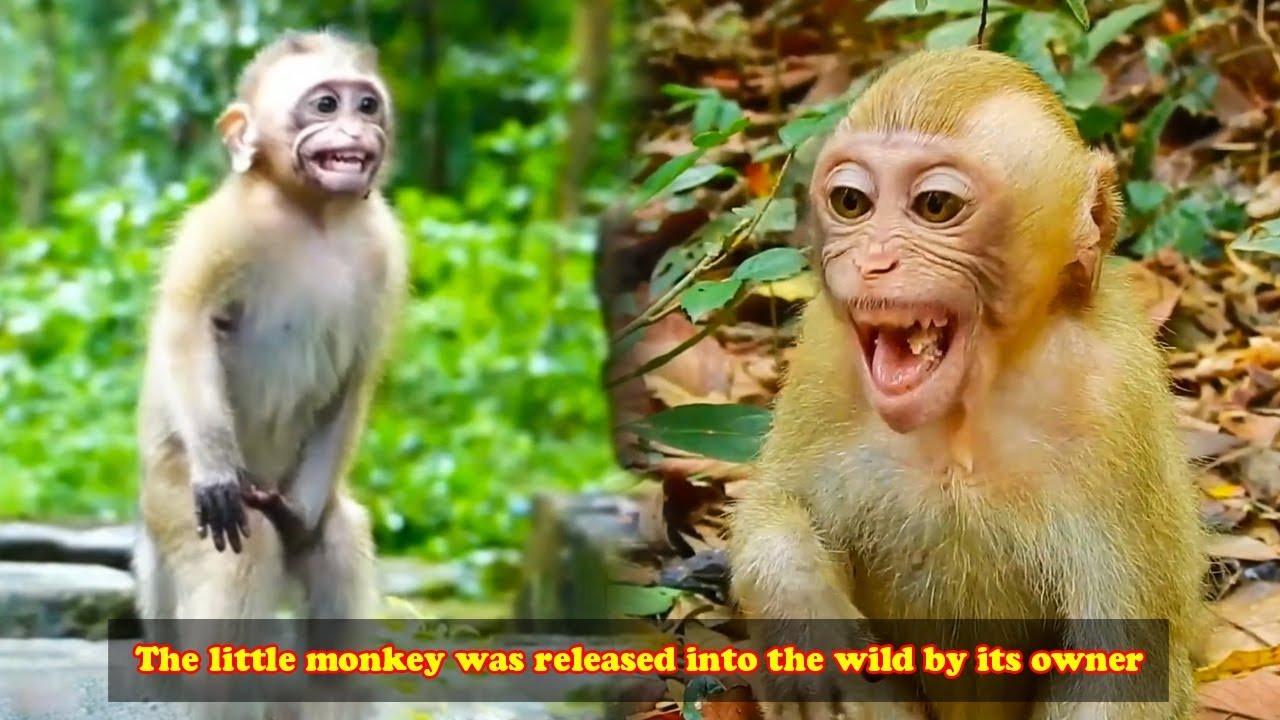The life of wild monkeys. Collection of videos about the life of wild ...
