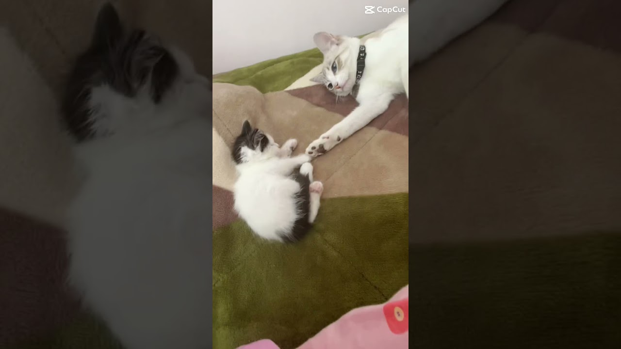 Mis gatitos chocando patitas - YouTube