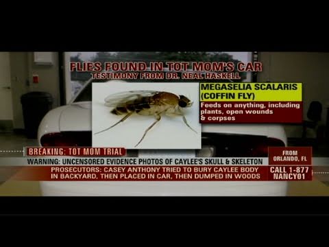 HLN: Coffin flies found in Anthony's trunk - YouTube