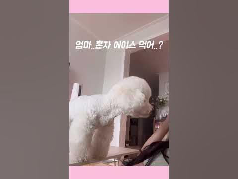 엄마 에이스 뺏어먹고싶은 구름ㅋㅋ #멍쇼츠 #bichonfrise - YouTube