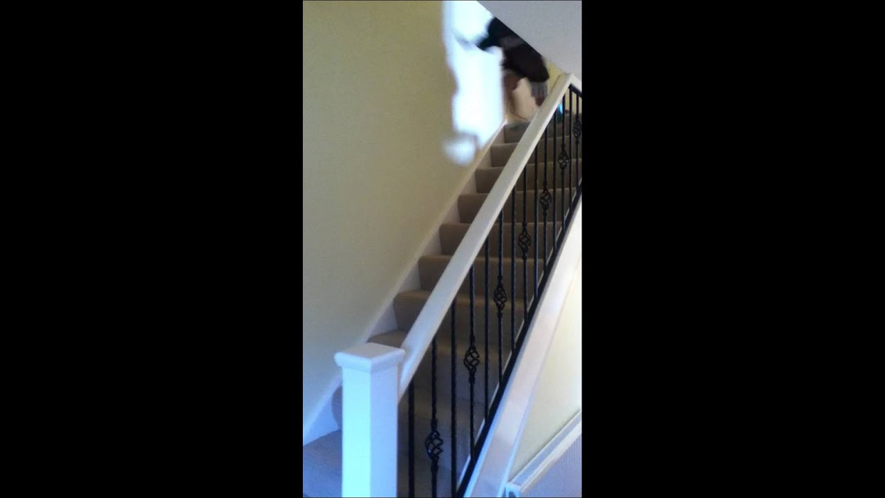 sam jumping down stairs - YouTube
