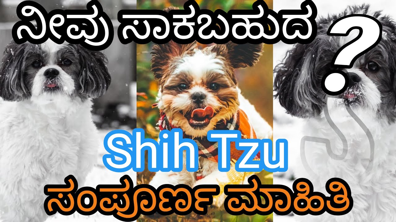 Shih Tzu Dog full details in KANNADA - YouTube