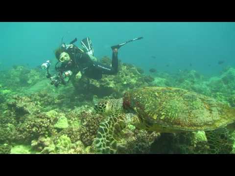 January 4, 2017, Lava Tubes. Hawkbill Sea Turtle and Sharks!