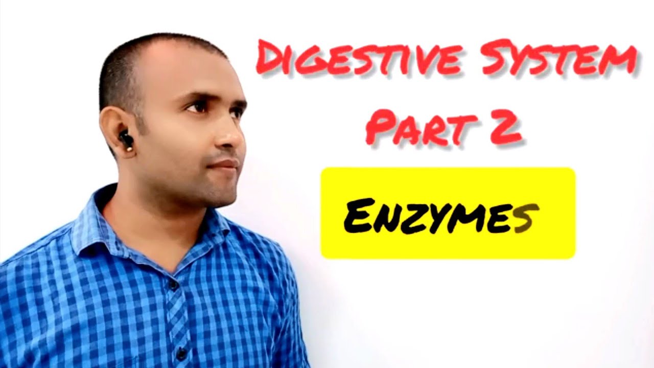 Enzymes (Digestive System class 9 icse) part2 - YouTube