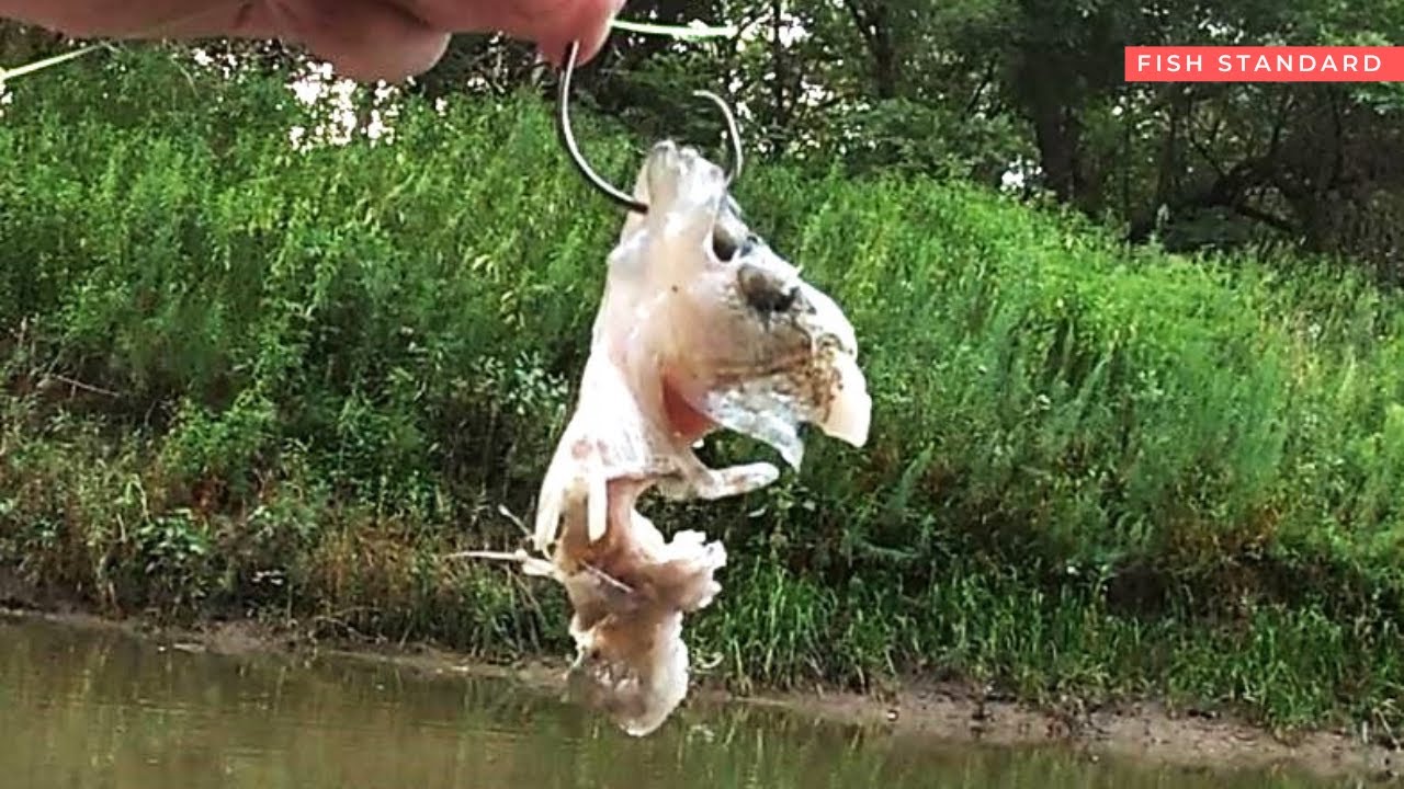 PESKY Turtles Couldn't Stop these CATFISH from BITING | Small River ...