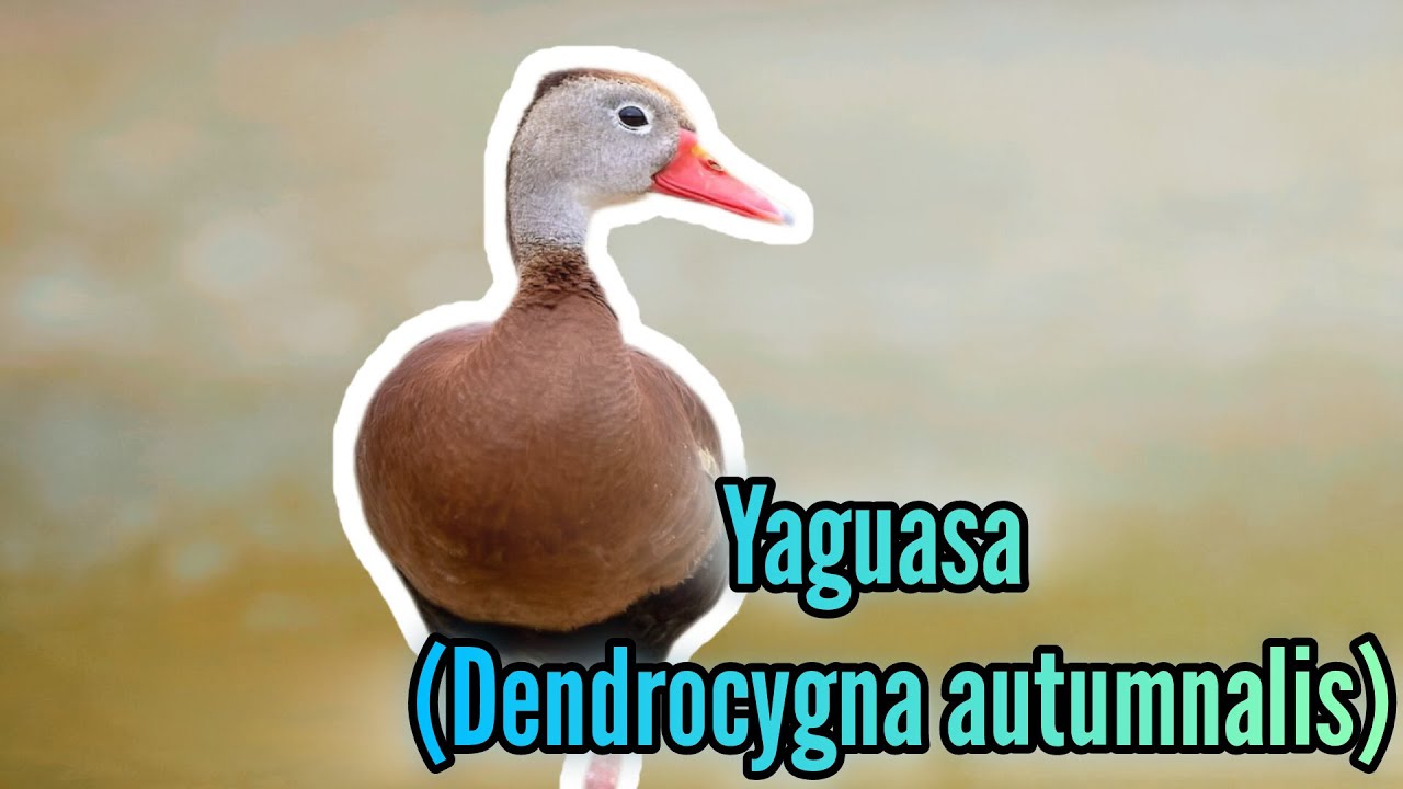 "Hábitat y Comportamiento de la Yaguasa (Dendrocygna autumnalis)" - YouTube