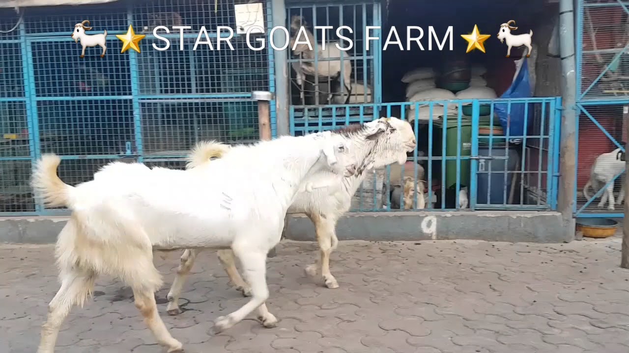 🐐🌟STAR GOATS FARM🌟🐐Mumbai Maharashtra🌟🐐 - YouTube