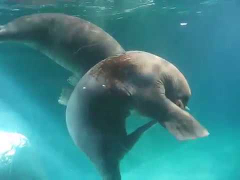 Walrus Sucks It