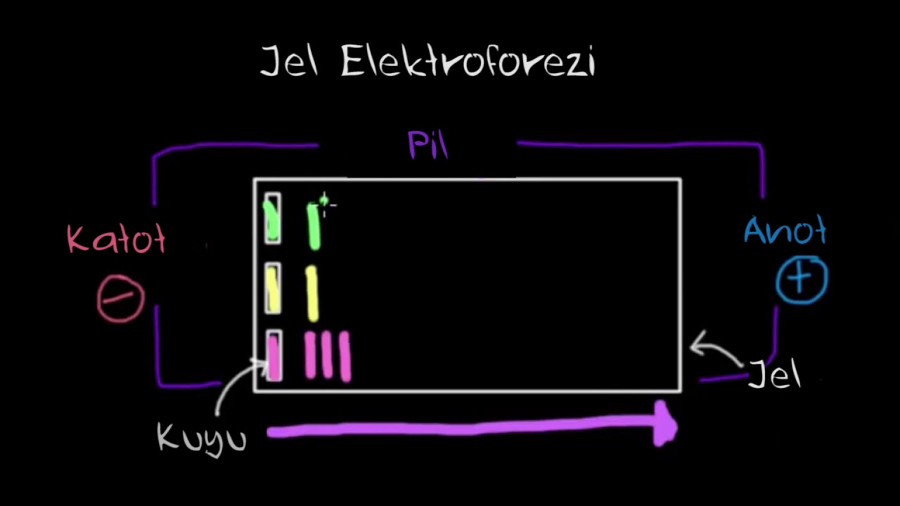 Jel Elektroforezi (Fen Bilimleri) (Kimya) - YouTube