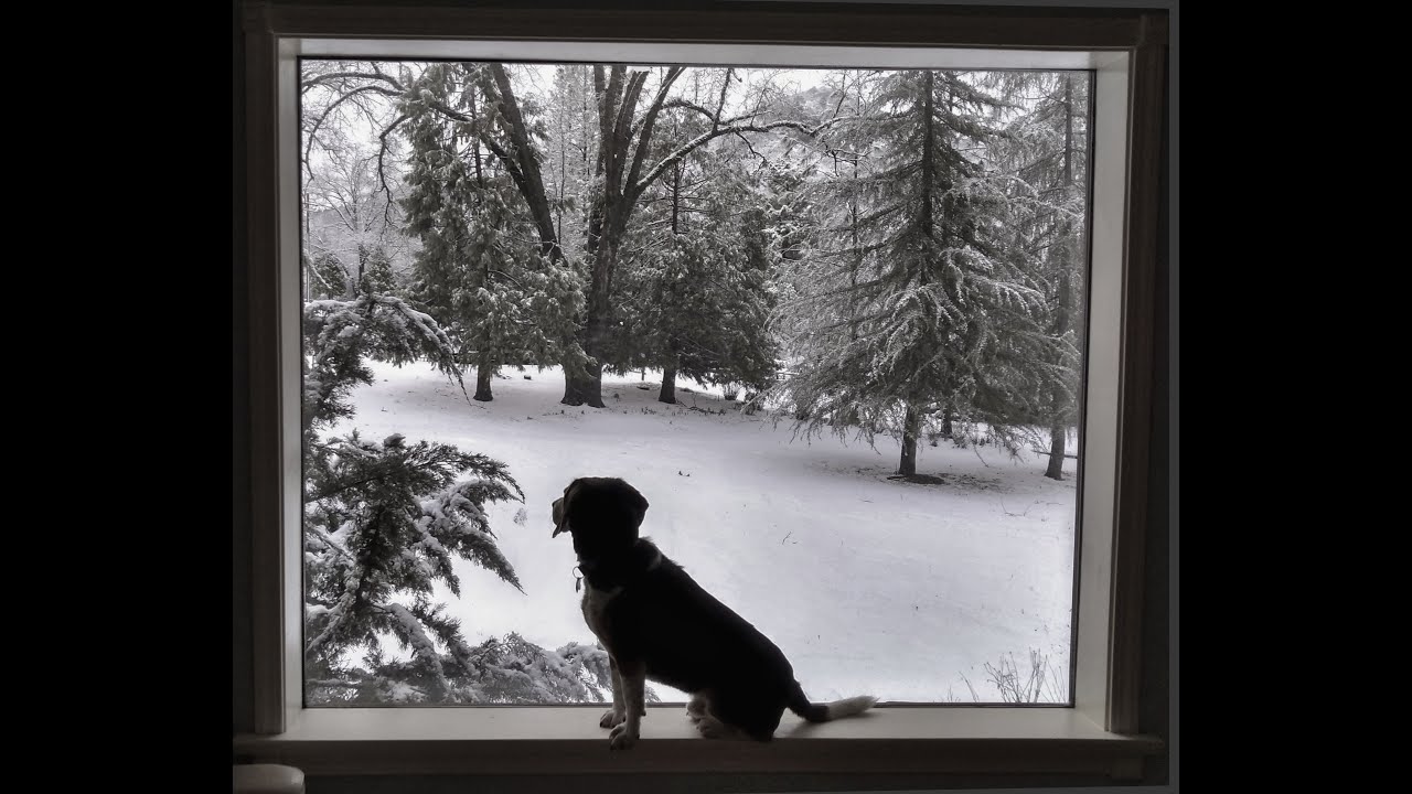 Almost There! The Eastern Madera Co SPCA Shelter. - YouTube