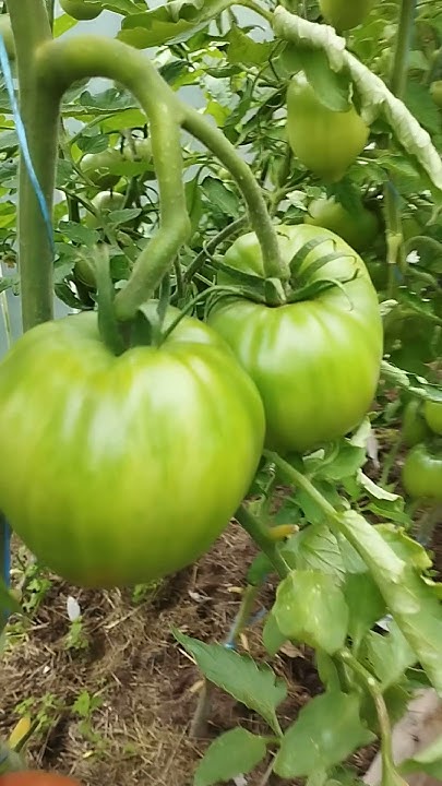 Томат Минусинские шары красные . г. Киров. Ватсап тел. 89229284031 ...