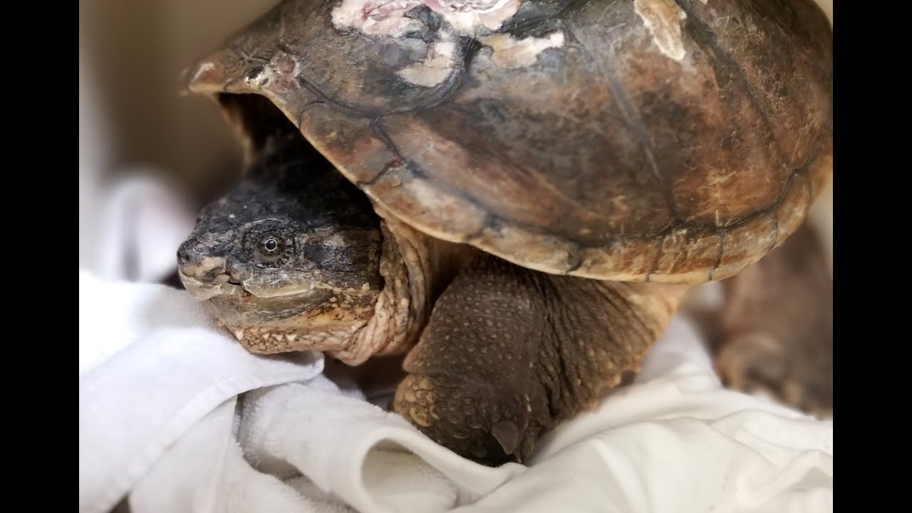 Snapping Turtle Rehab and Release - YouTube